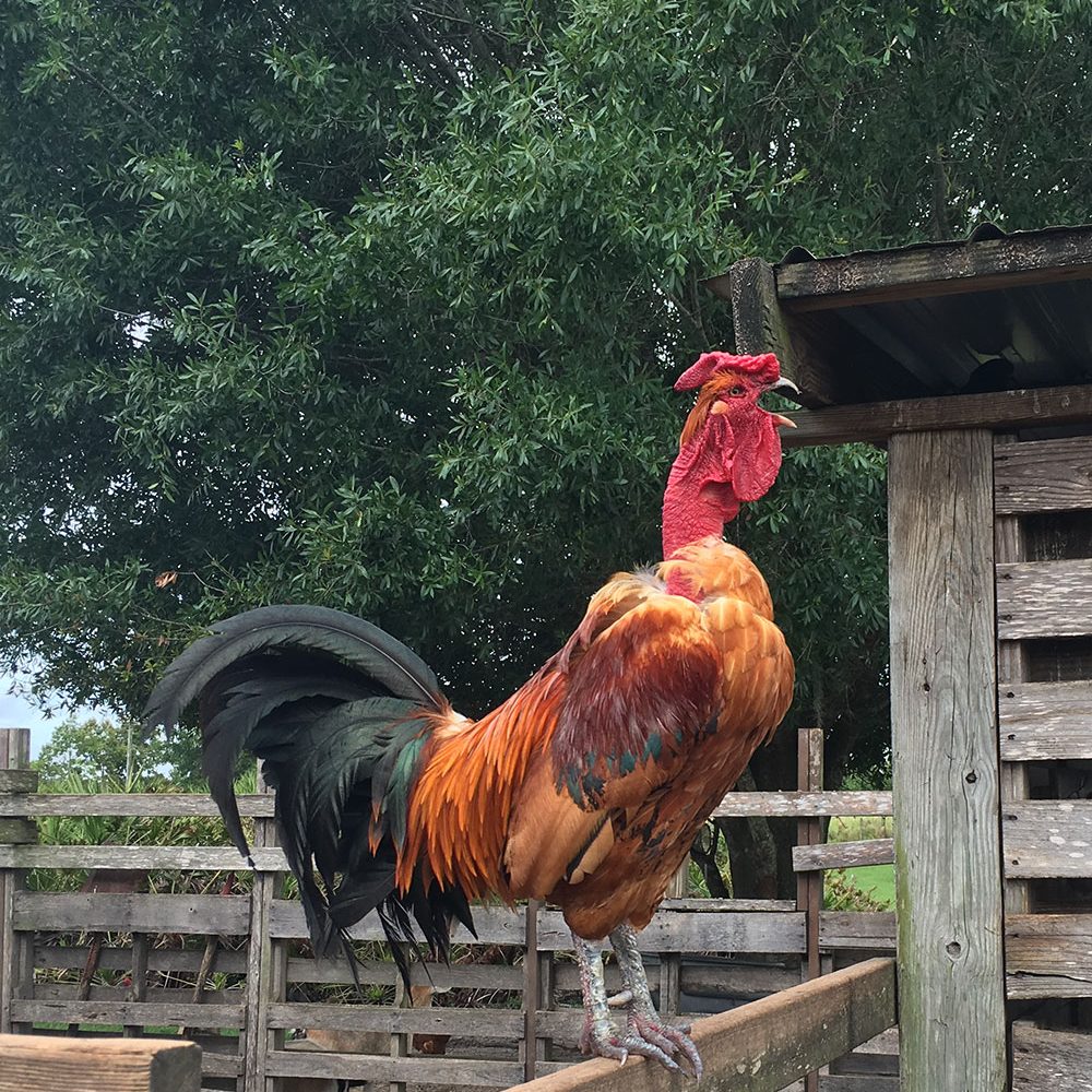 Florida Rescue Farm – A Farm Sanctuary in West Central Florida